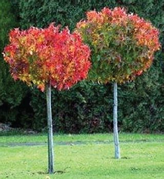 Gardenarium Mop Tops