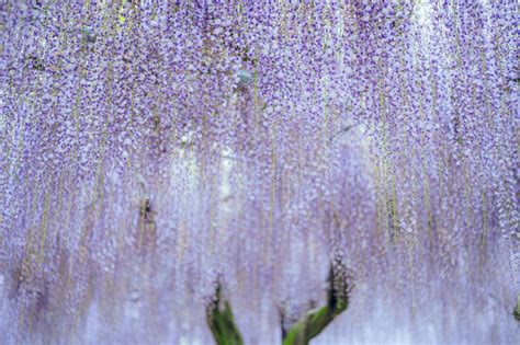 一面の藤の花 GANREF