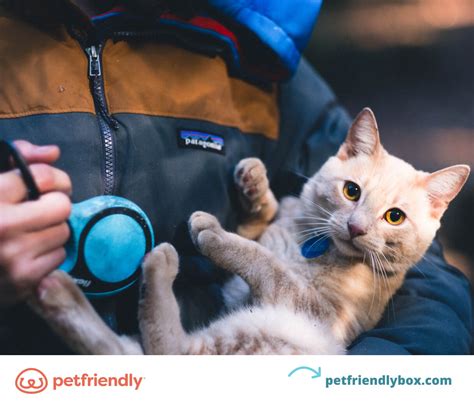 Tapeworm In Cats What They Are And How To Prevent Them PetFriendly Box