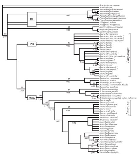 Majority Rule Consensus Tree Of 1001 Most Parsimonious Trees Based On