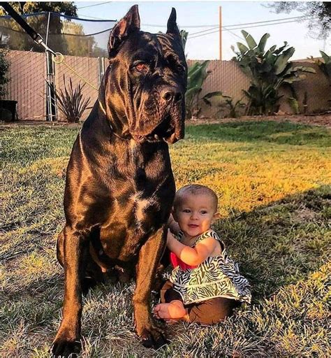 Cane Corso Dog Costume At Jonathan Landseer Blog