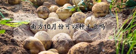 土豆什么季节种 怎么种植 发财农业网