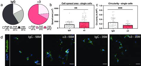 Antibody Blocking Of Integrin α3 Alters Cell Morphology And Shape Download Scientific Diagram