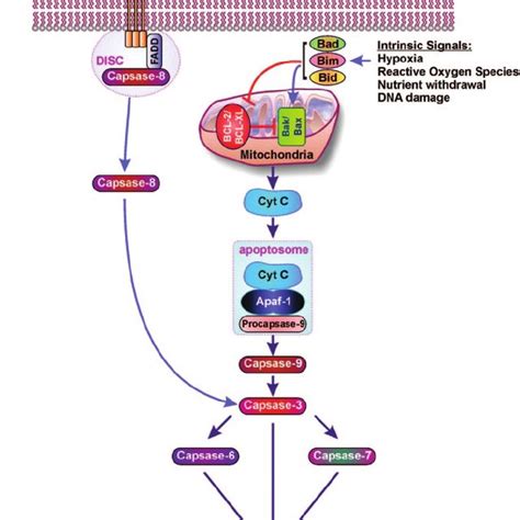 Intrinsic And Extrinsic Pathways Leading To Apoptosis Cyt C