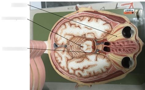 Brain Part 18 Diagram Quizlet