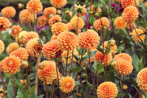 15 Dahlias Varieties To Grow For Bold Garden Color Gardening