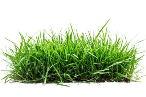 Artificial Grass Pngs For Free Download