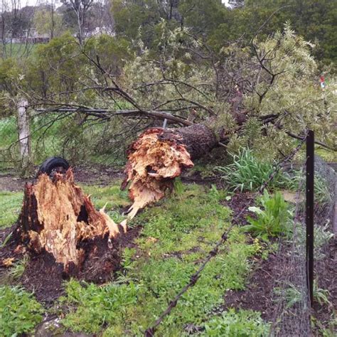 Tree Stump Removal In Ballarat Rapid Tree Solutions