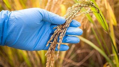 科技部依托七大农作物育种专项实施推进基因编辑技术 答魔科研