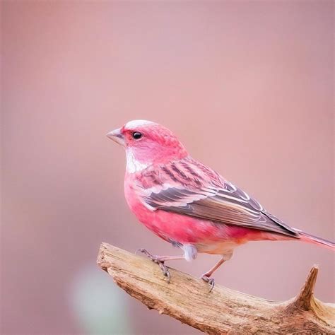 Pink Rosefinches Beautiful Bird With A Beautiful Colour