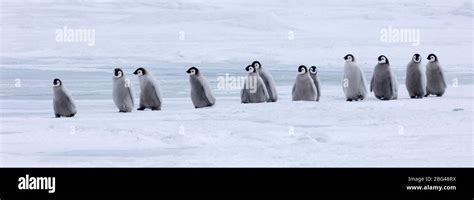 Line Of Emperor Penguin Aptenodytes Forsteri Chicks Walking Across Sea