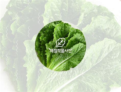 ‘복을 싸먹는 상추의 영양부터 재배까지~ 상추의 모든 것