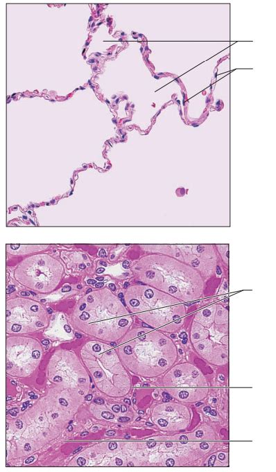 Aandp Biol 2312 Bladder Slide Diagram Quizlet