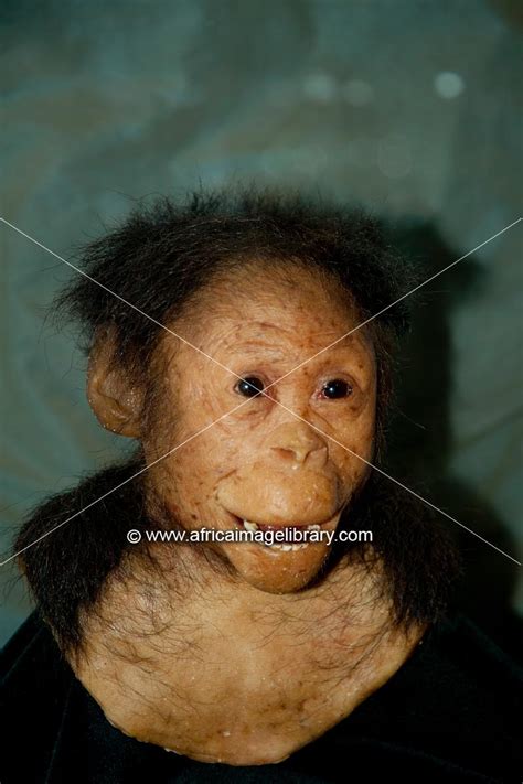 Photos And Pictures Of Ardi Ardipithecus Ramidus Replica Of 4 4