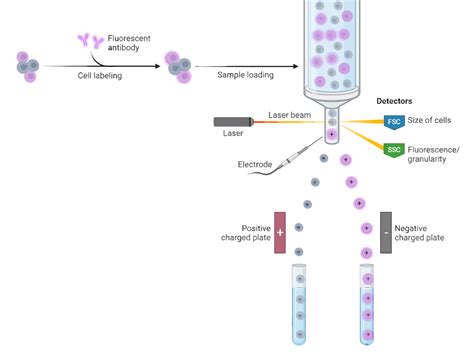 Fluorescence Activated Cell Sorting Archives Rethink Biology Notes