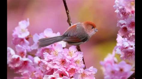 Честита първа пролет Youtube