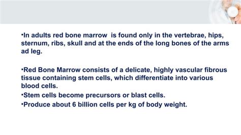 Bone Marrow Anatomy And Physiology Pptx