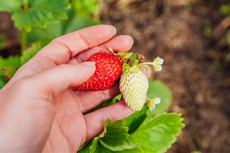 원예 및 농업 개념 정원에서 붉은 신선한 잘 익은 유기농 딸기를 수확하는 여성 농장 노동자 손 채식주의 자 가정에서 재배 한