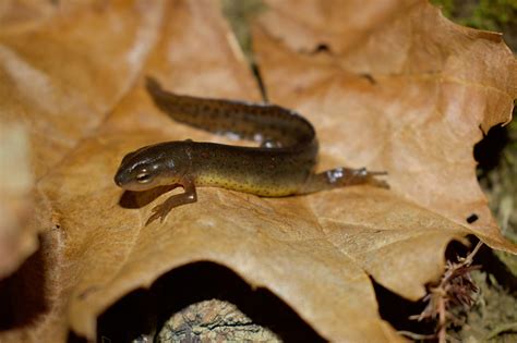 Eastern Newt EMuseum Of Natural History