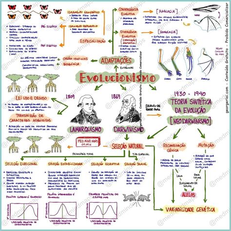 Teorias Evolutivas Resumos E Mapas Mentais Infinittus