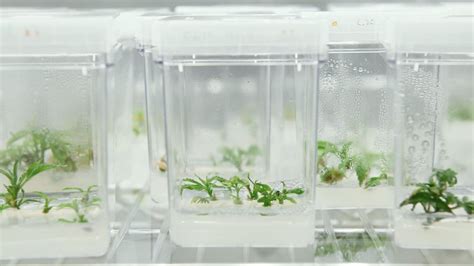 Plant Genomics With Plant Tissue Culture Greenway Lab
