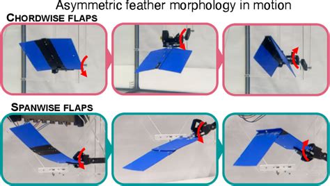 Control And Morphology Optimization Of Passive Asymmetric Structures