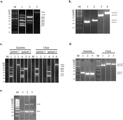 Multiplex Pcr Assay For Helicobacter Specific Virulence Factors A