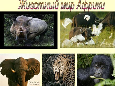 Презентация Материки Земли 4 класс по окружающему миру скачать проект