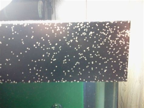 What Level Of Nitrite Is Toxic To Fish A Vital Guide Aquariumia