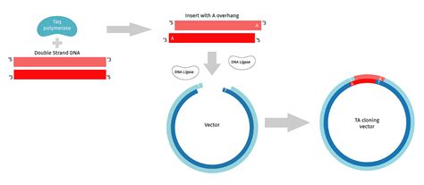 Explore Cloning Pcr Products