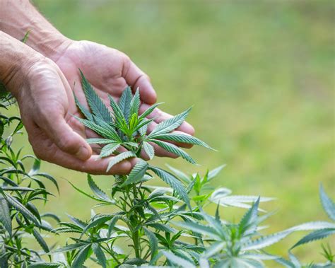 Електронна система регулювання обігу медичного канабісу запрацює в Україні Аптека Online
