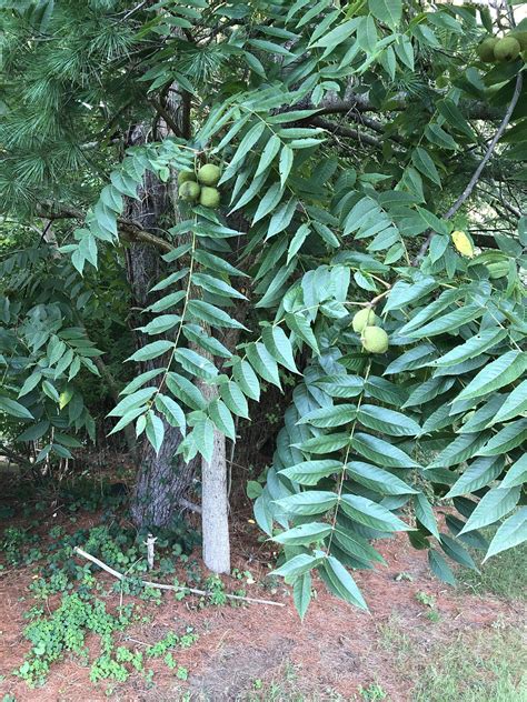 What Does A Young Black Walnut Tree Look Like