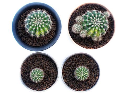 Cometのサボテン栽培日記 世界の図3種