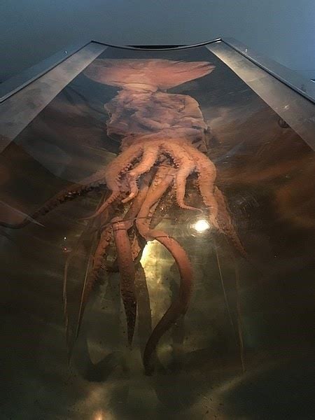 5 Largest Squid Species In The World