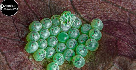 Macro Footage Of Tiny 1mm Stink Bugs Hatching Borninspace