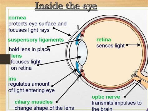 Igcse Biology Coordination And Response Teaching Resources