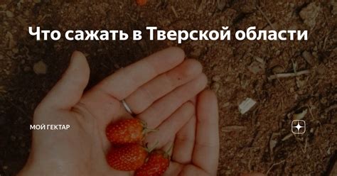 Что сажать в Тверской области Мой гектар Дзен