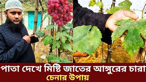 কিভাবে আসল আঙ্গুরে জাত চিনবেন এই ভিডিও দেখে শিখে নিন Ll না জানলেই লস চরম ভুল করে ফেলবেন Garden