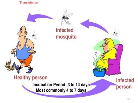 Dengue And Dengue Hemorrhagic Fever Pptx