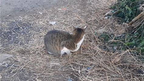 풀밭에 있는 고등어 고양이 Youtube