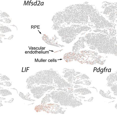 T Distributed Stochastic Neighbor Embedding T Sne Dimension Reduction Download Scientific