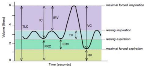 Lab Exercise Human Respiratory System Physiology Flashcards Quizlet