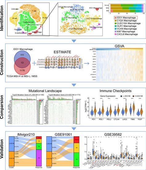 8 单细胞 结直肠癌 知乎