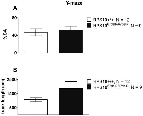 working memory tested as spontaneous alternation behaviour in y maze