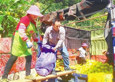 柚迎丰收季 果农采摘忙 乡镇之窗 永定新闻网