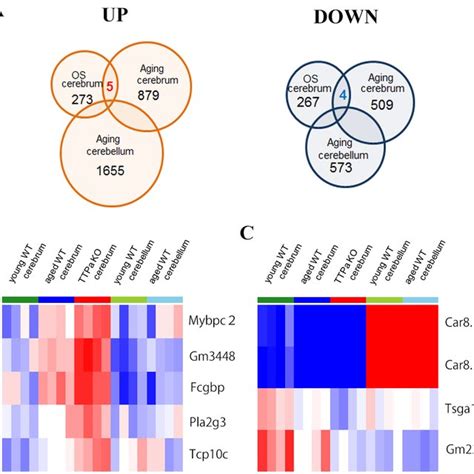 microarray analysis of cerebrum specific genes regulated by oxidative