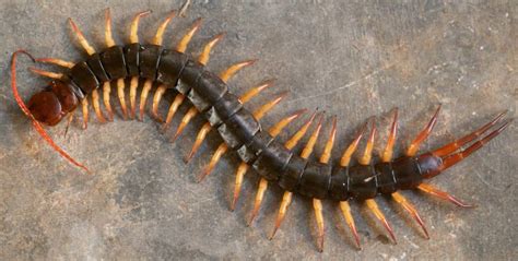 Why You Should Never Ever Kill A House Centipede If You Find One Inside Of Your Home