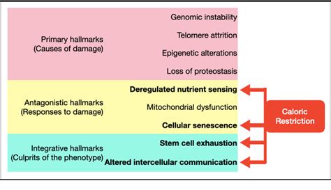 Figure 1 From Effects Of Caloric Restriction On The Antagonistic And