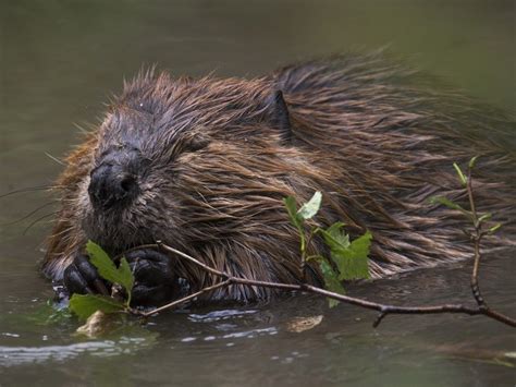 The Benefits Of Beavers Science News Naked Scientists