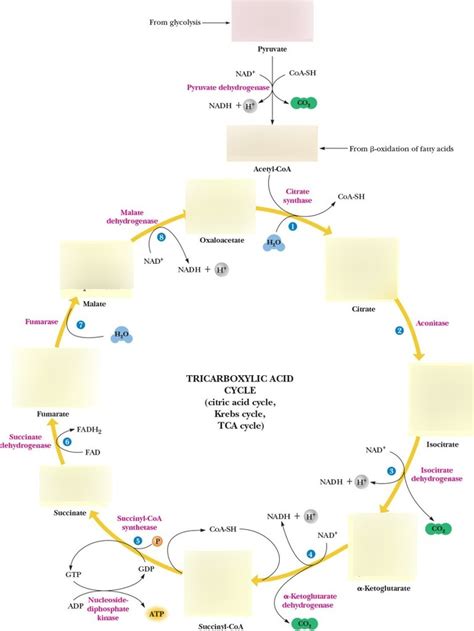The Citric Acid Cycle Diagram Quizlet The Citric Acid Cycle Diagram Quizlet